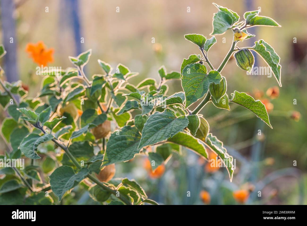 Peruvian groundcherry (Physalis peruviana) fruits forming in late ...