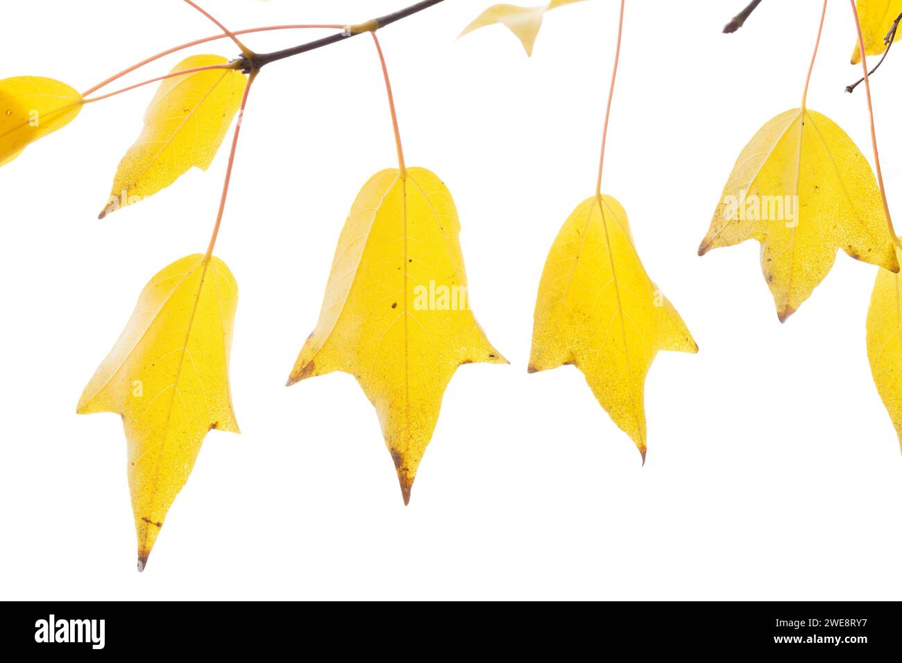 Trident maple (Acer buergerianum) leaves in autumn Stock Photo - Alamy