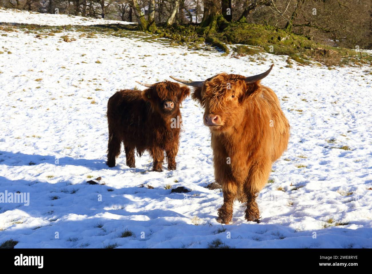 Highland Cattle in Snow. A pair of young highland cows pose for the ...