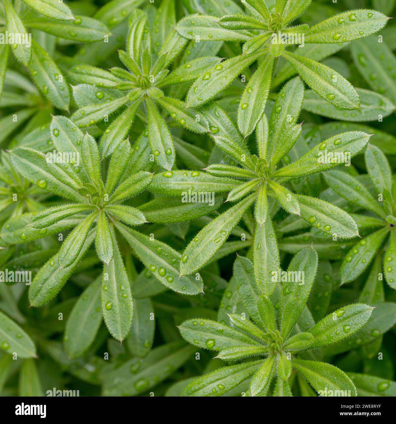 Cleavers (Galium aparine), foliage Stock Photo - Alamy