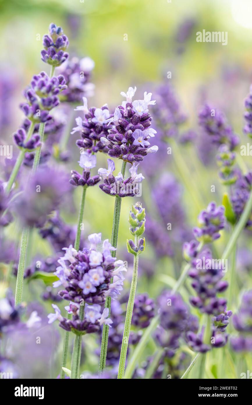lavender (Lavandula angustifolia) 'Contrast Stock Photo - Alamy