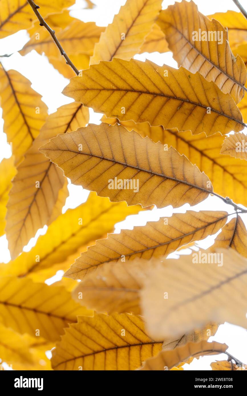 Autumn foliage of Lebanon oak (Quercus libani Stock Photo - Alamy