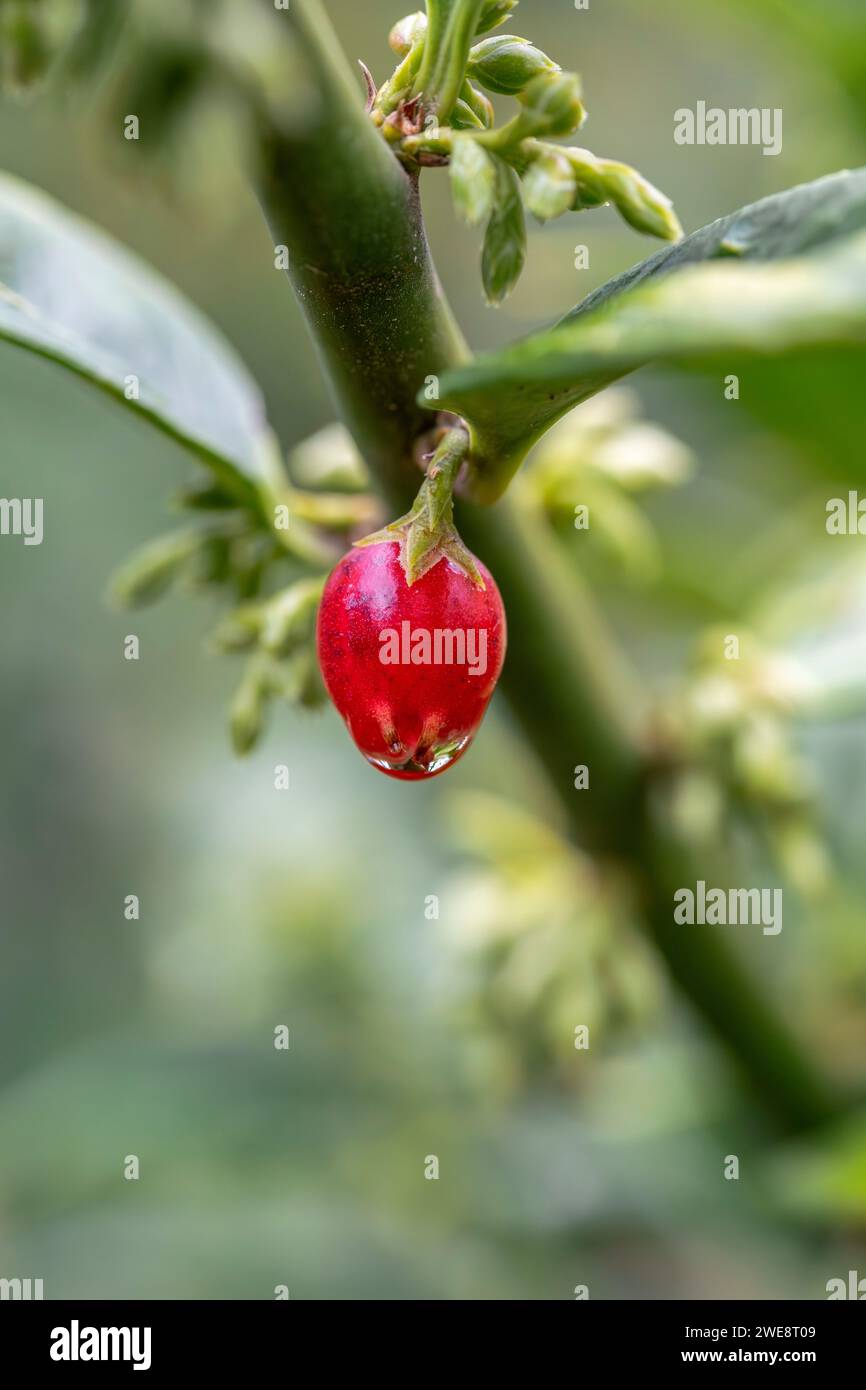 Fruit of Fragrant sweet box (Sarcococca ruscifolia Stock Photo - Alamy