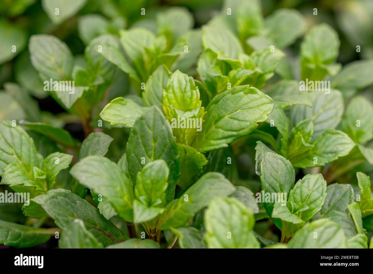 Peppermint (Mentha x piperita) 'Ricqles' Stock Photo - Alamy