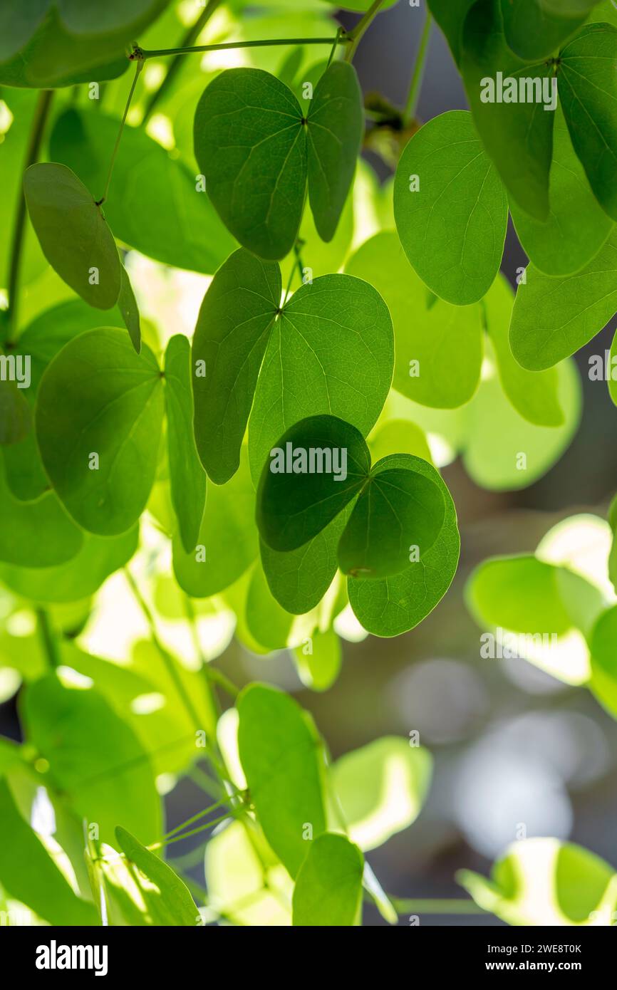 Leaves of the Yunnan Orchid Vine (Bauhinia yunnanensis Stock Photo - Alamy