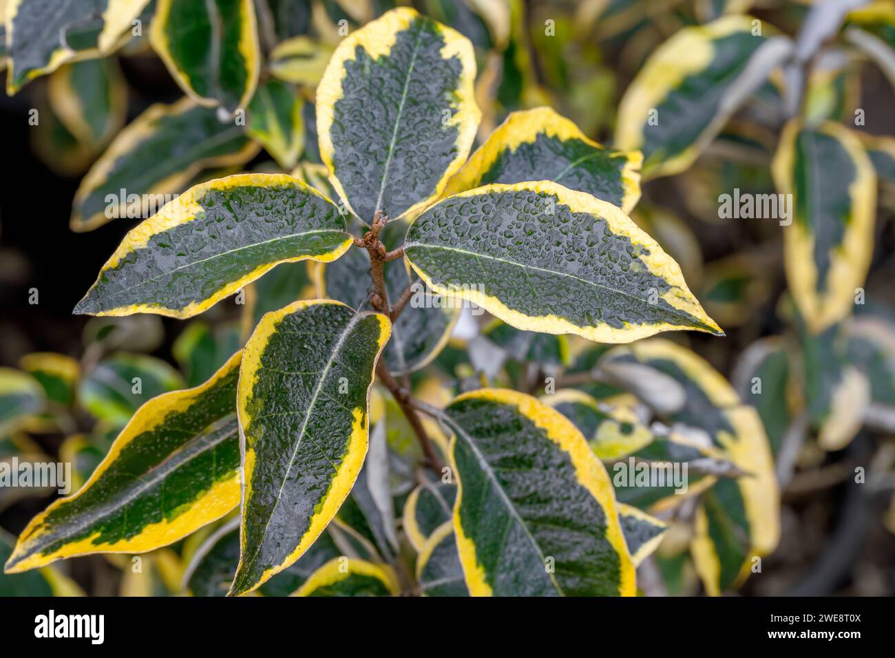 Elaeagnus (Elaeagnus x submacrophylla = Elaeagnus x ebbingei) 'Viveleg ...