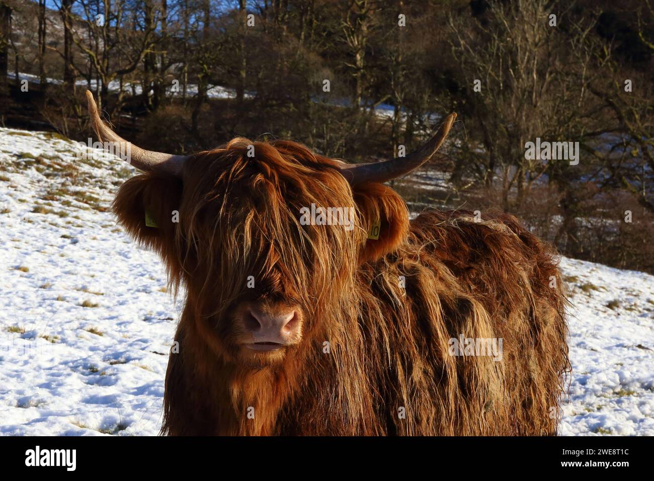 Close up Highland Cow Stock Photo - Alamy