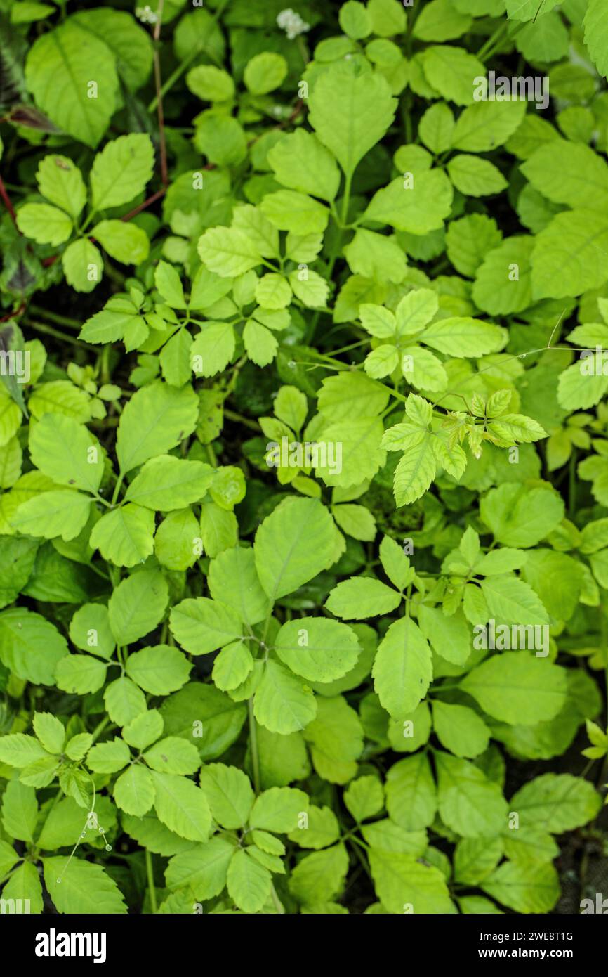 Foliage of Causonis japonica (=Cayratia japonica), grown in Tarn et ...