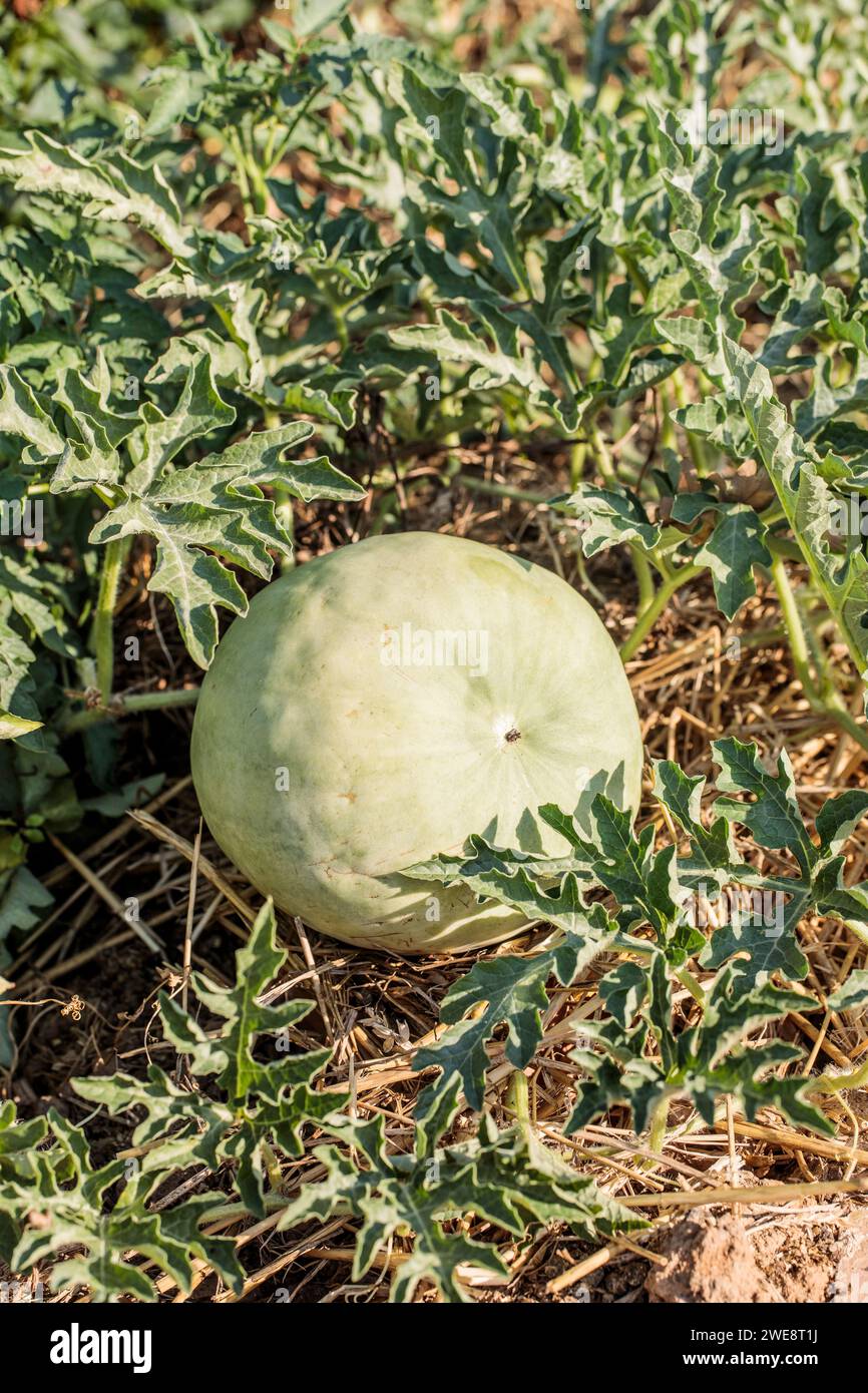 Watermelon 'Desert King', yellow flesh Stock Photo - Alamy
