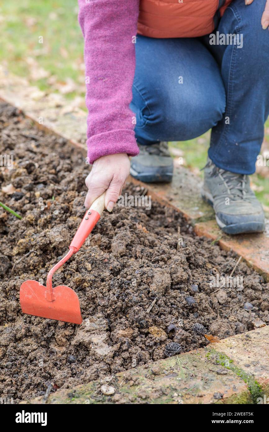 Woman shaping a mound in a small vegetable garden in clay soil before ...