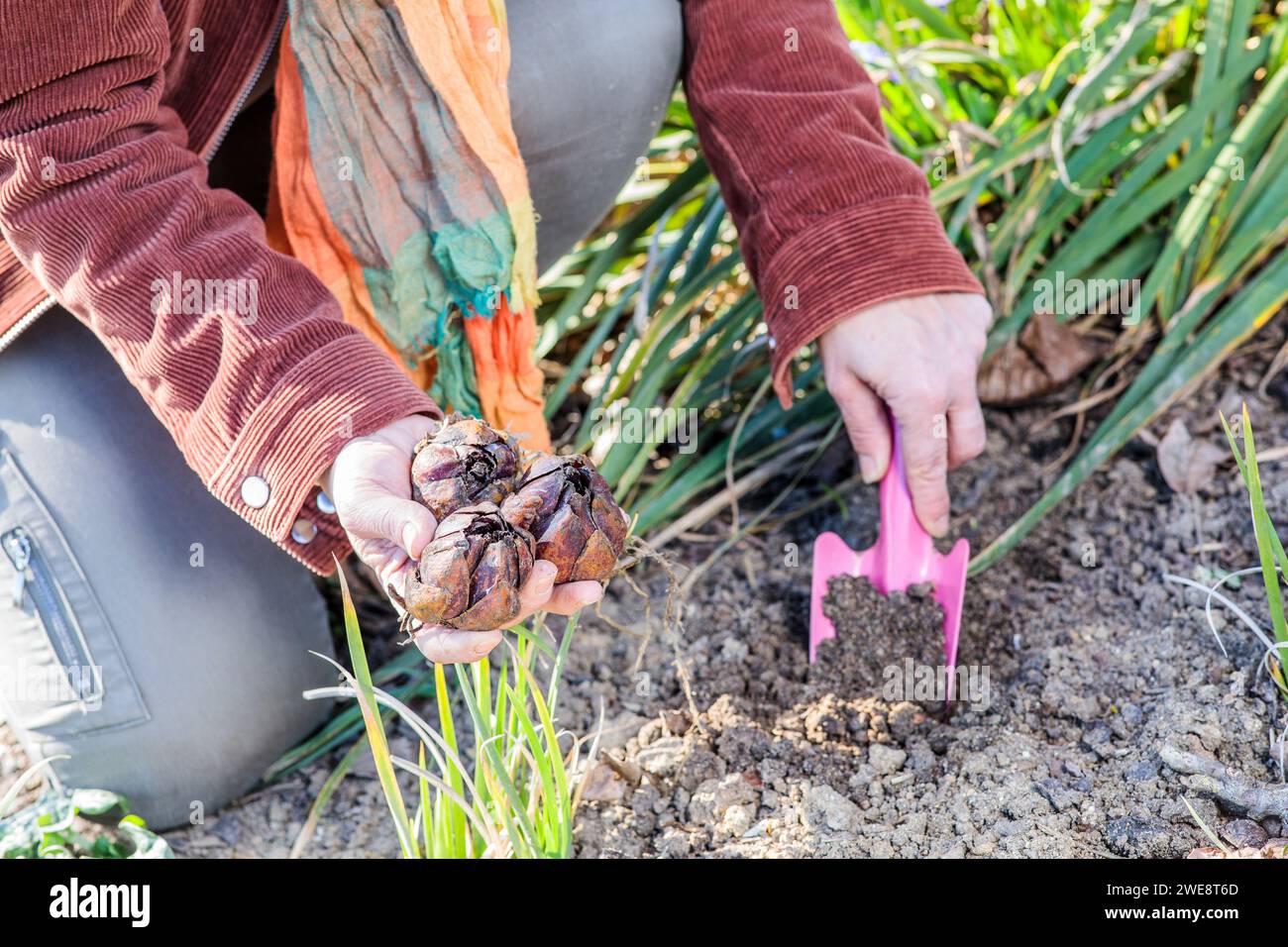 Woman planting royal lilies (Lilium regale) in winter Stock Photo - Alamy