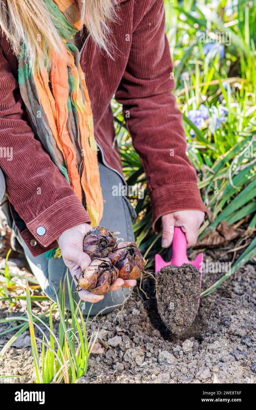 Woman planting royal lilies (Lilium regale) in winter Stock Photo - Alamy