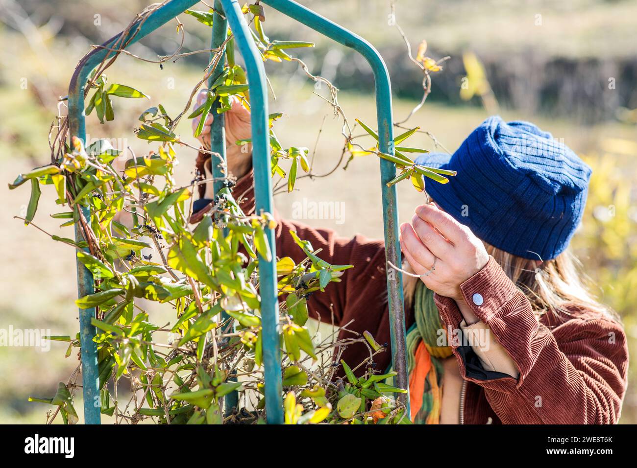 Woman trellising a honeysuckle in late winter on an iron structure ...