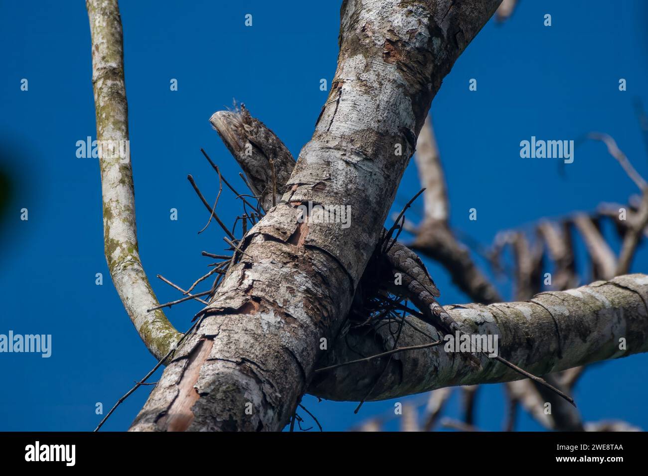 Podargus papuensis papuan podargus hi-res stock photography and images ...