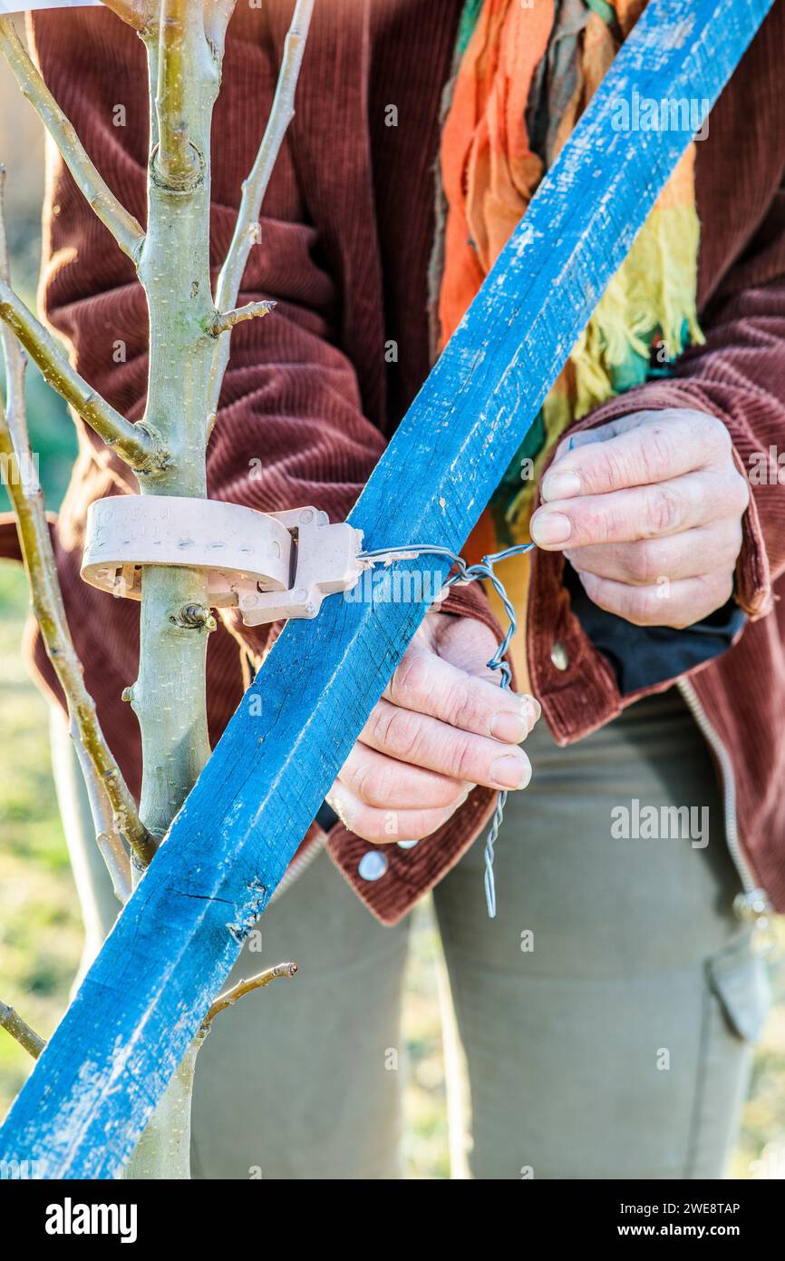Woman bracing a young fruit tree Stock Photo - Alamy