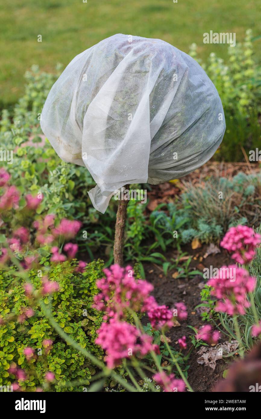 Protecting a small conifer against summer drought: Shading reduces the ...