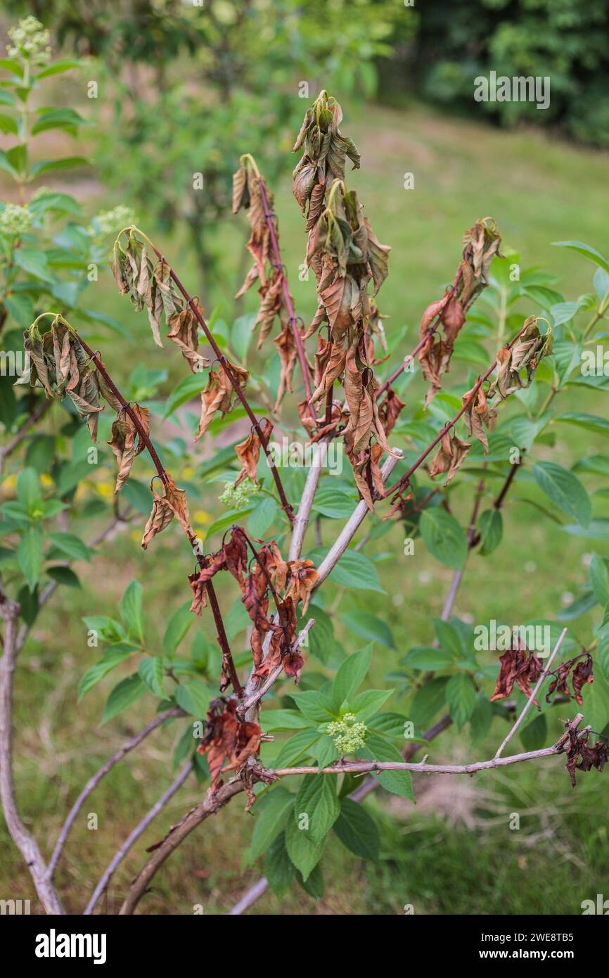 Dieback on Hydrangea paniculata due to Phytophthora ramorum, a ...