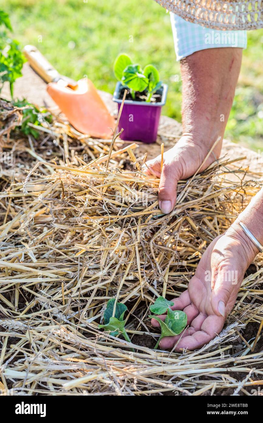 Mulch newly transplanted squash seedlings in late spring Stock Photo ...