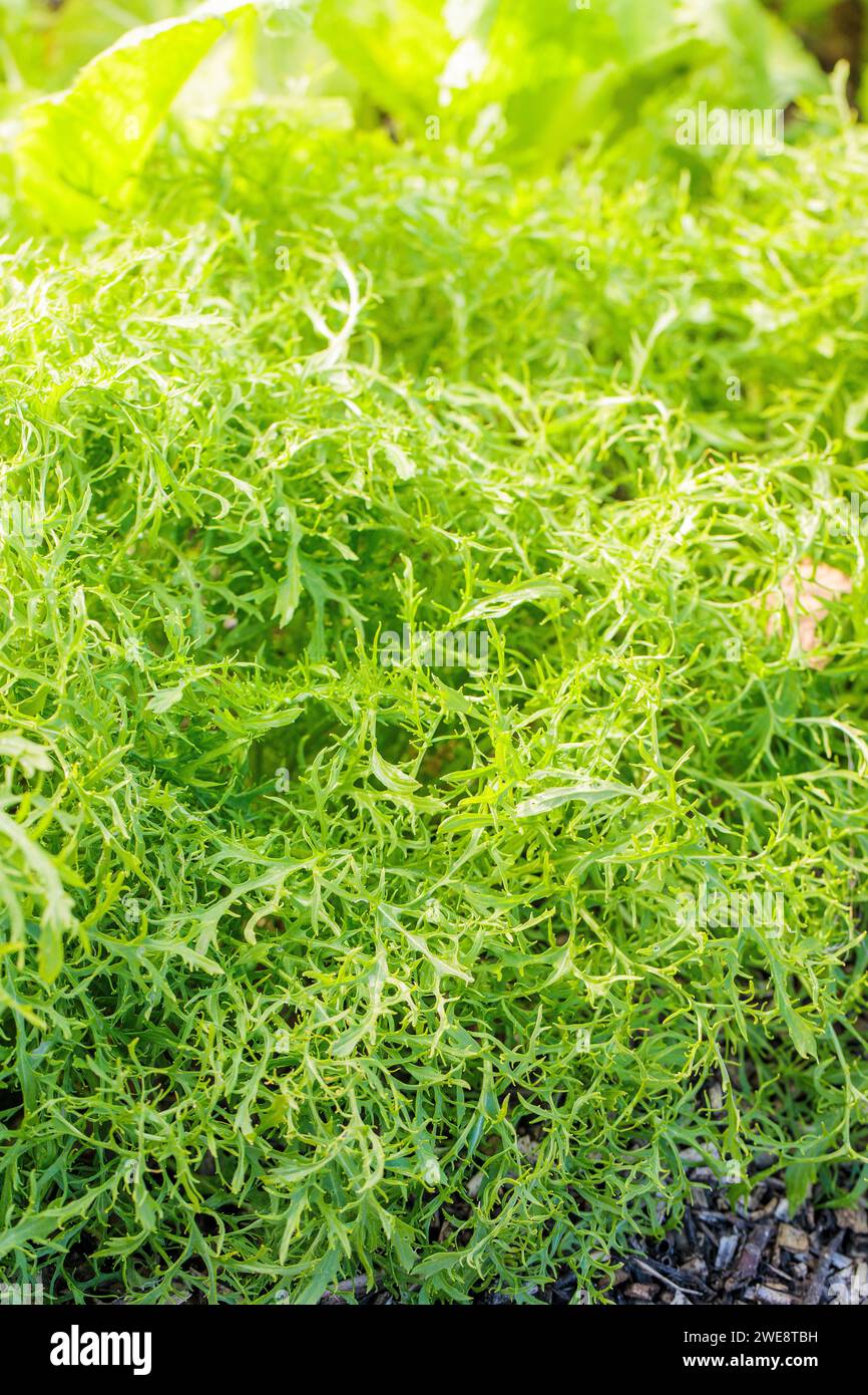Chinese mustard (Brassica juncea) 'Golden Frills', late winter under ...