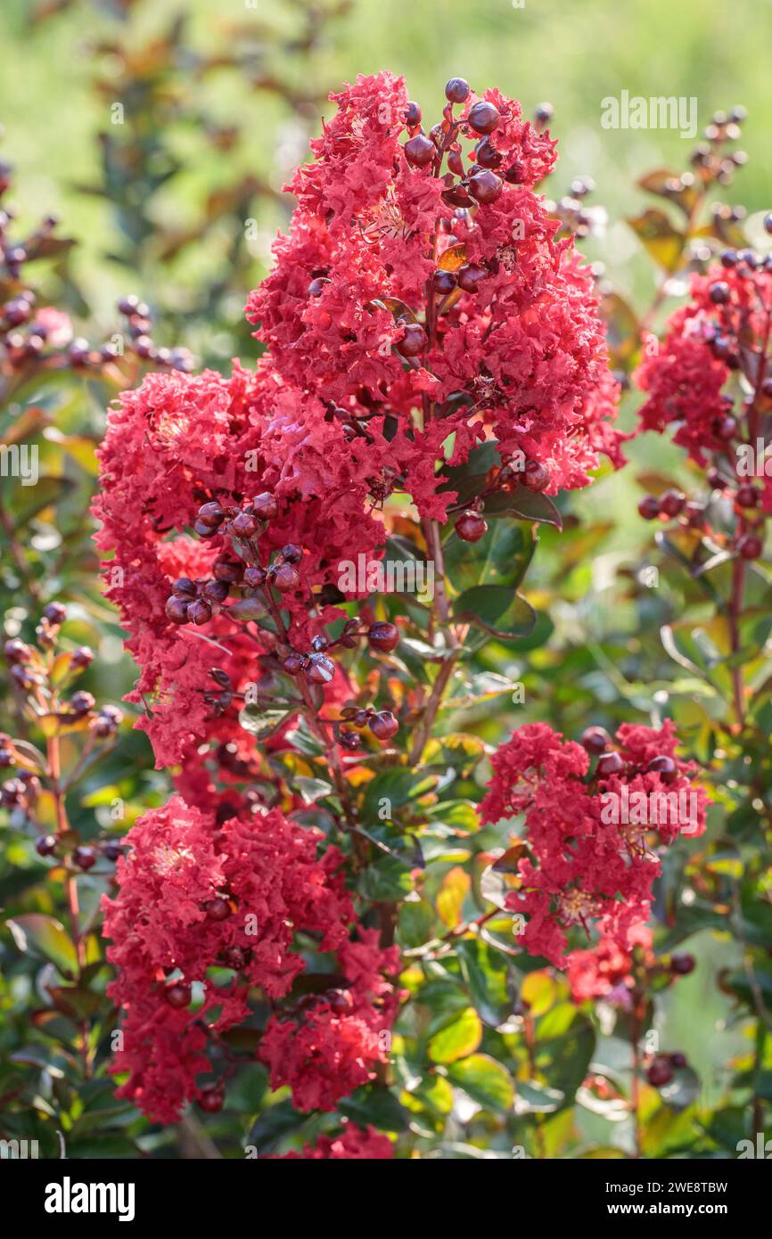 Portrait of lagerstroemia 'Dynamite', red variety Stock Photo - Alamy