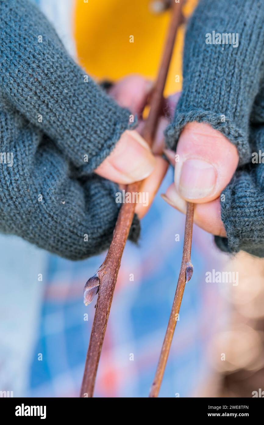 Examination of wisteria buds: flowering buds are swollen, sterile ...