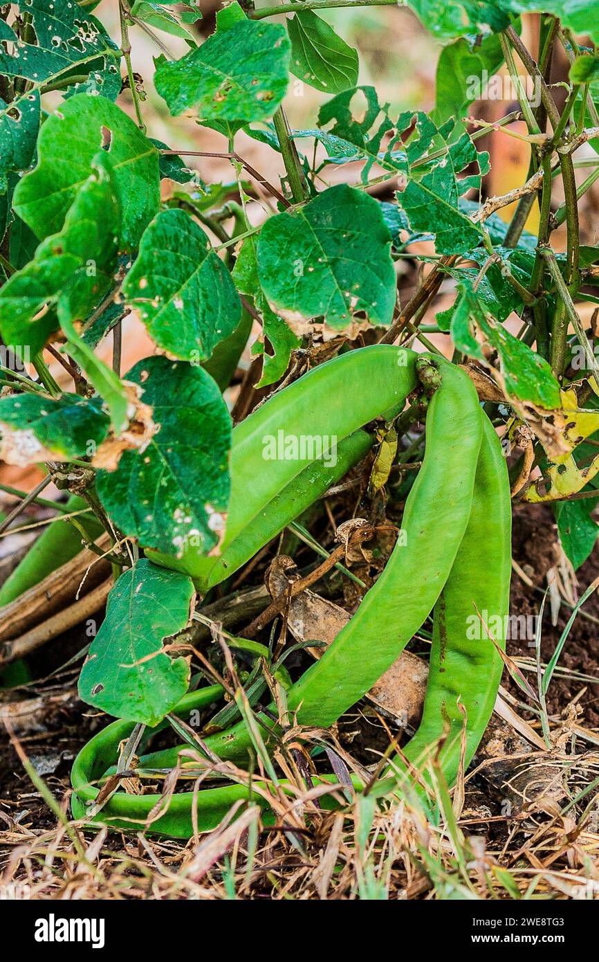 Sword bean pods (Canavalia gladiata), used in cooking and even desserts ...