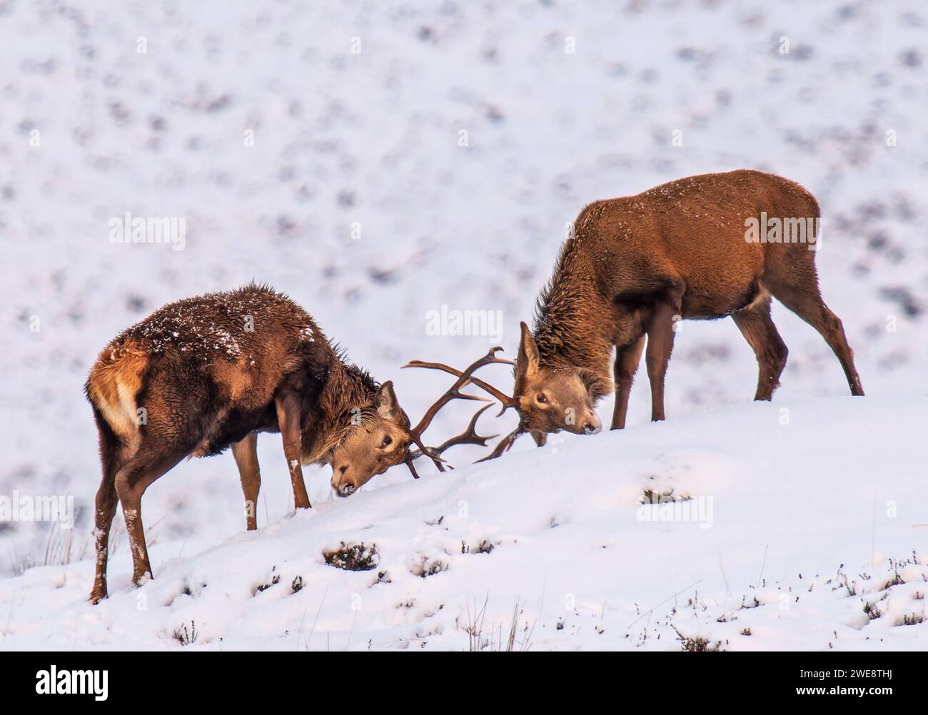 Red deer captured in scotland hi-res stock photography and images - Alamy