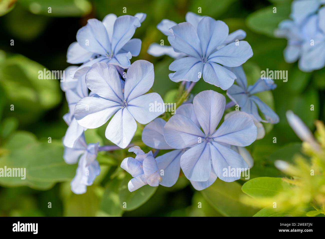 Cape leadwort (Plumbago auriculata) flowers Stock Photo - Alamy