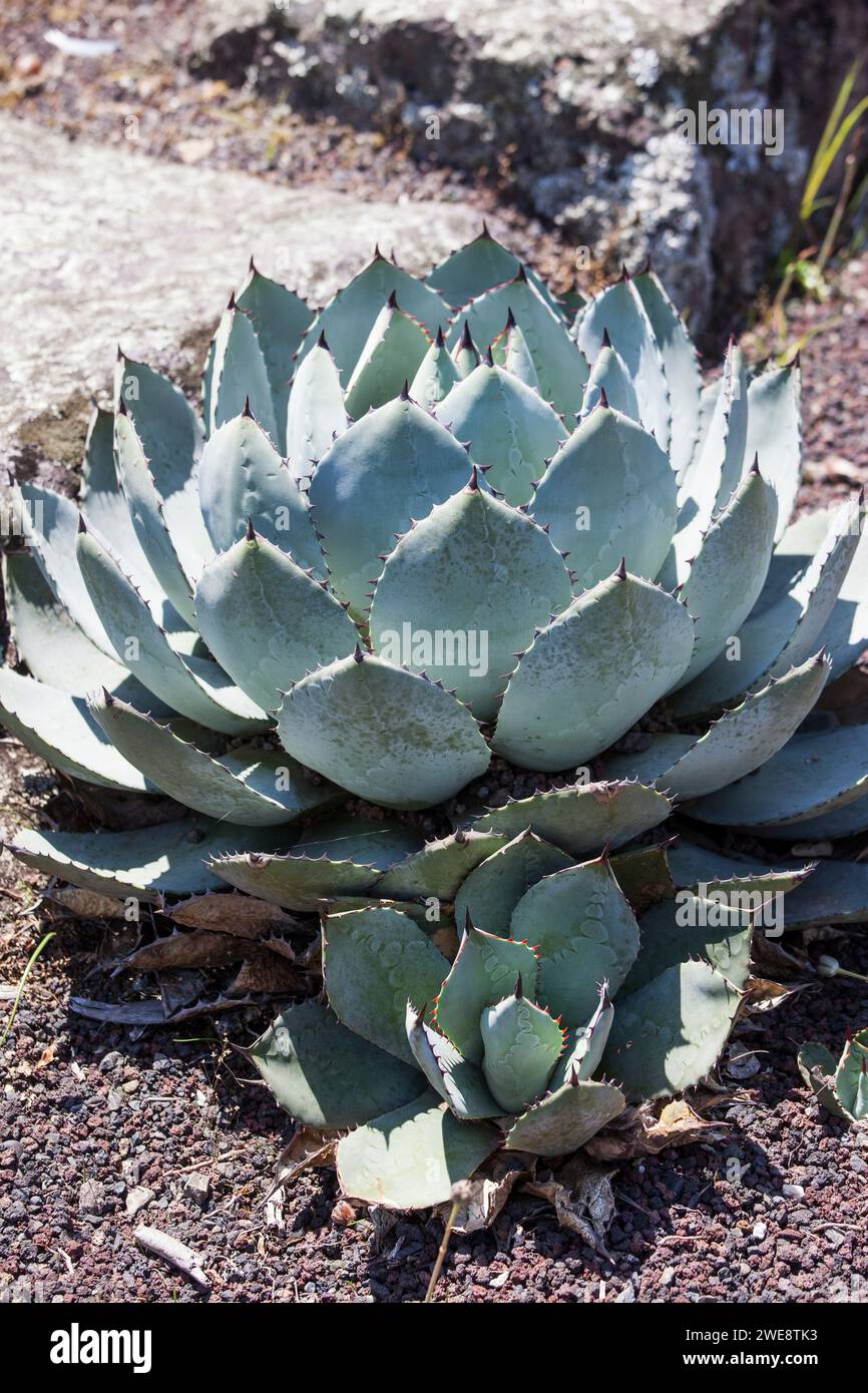 Agave parryi var truncata: a small agave recognizable by its rounded ...