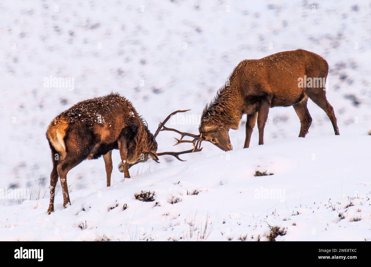 Red deer captured in scotland hi-res stock photography and images - Alamy