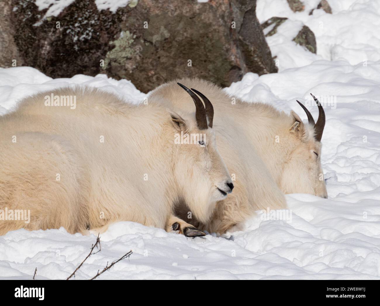 Two Mountain goats resting in the snowy terrain, side by side Stock ...