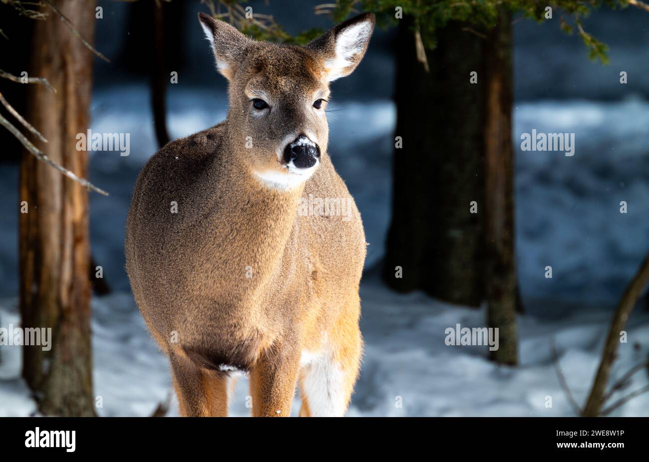A majestic deer with impressive antlers stands gracefully in a snowy ...