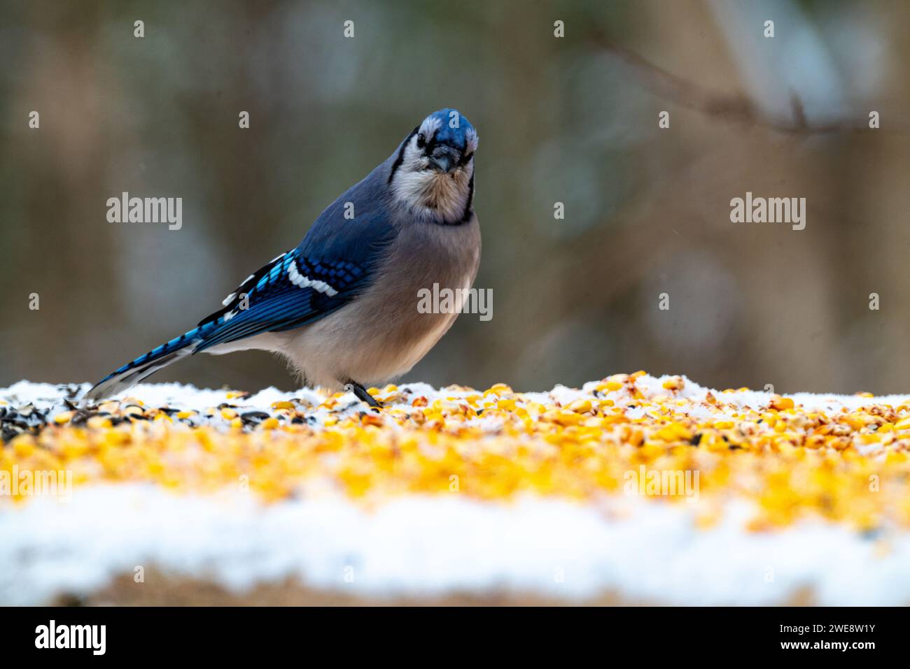 Blue jay in the cold hi-res stock photography and images - Alamy