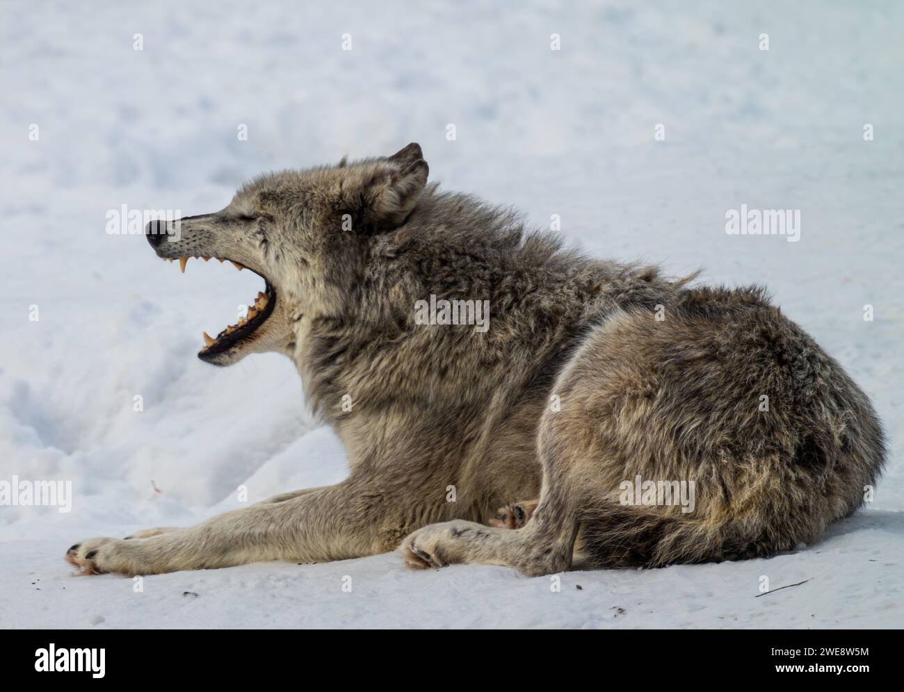 A majestic grey wolf resting gracefully on snow, with a loyal dog by ...