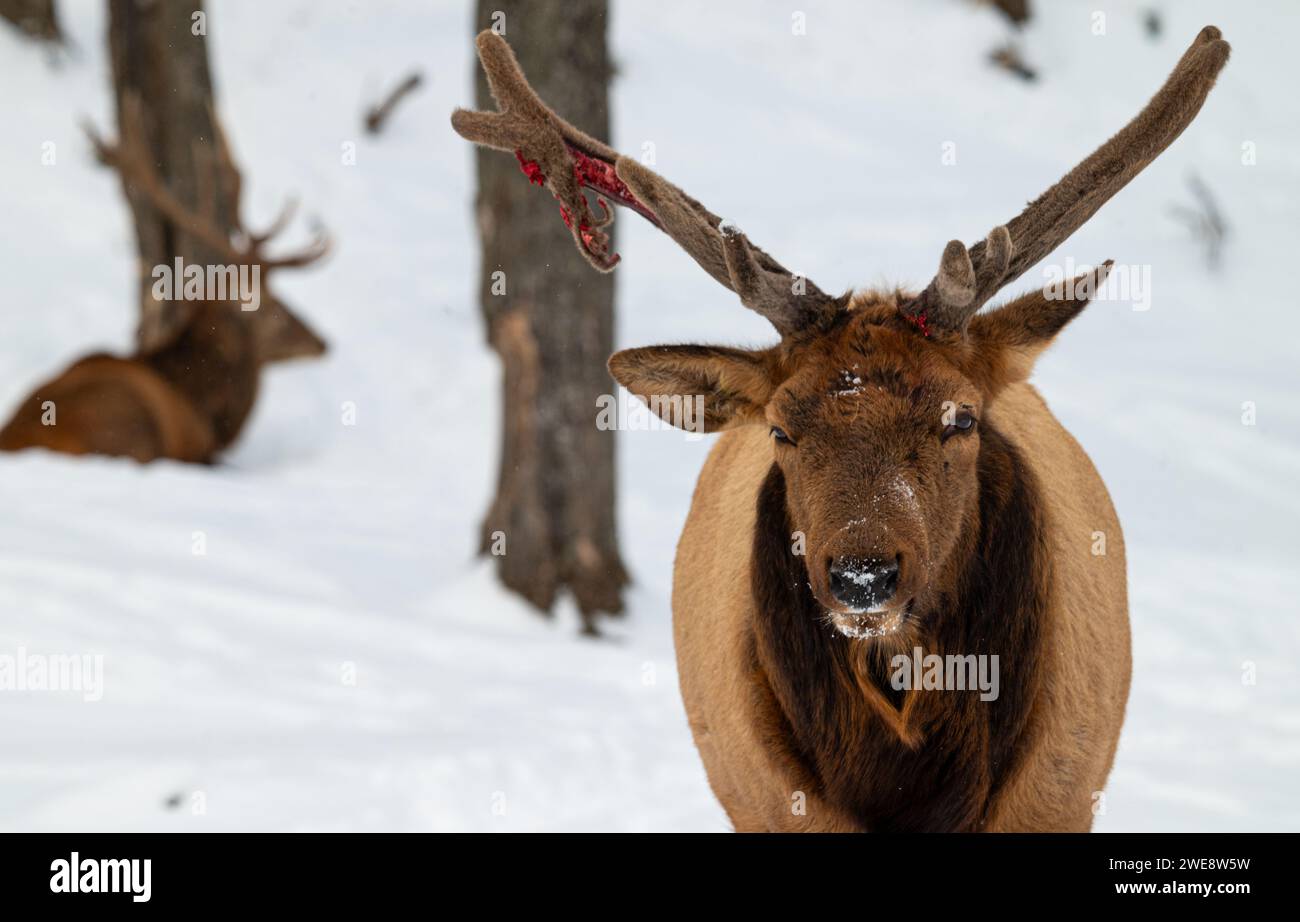 Beautiful elk with large antlers standing in the snowy landscape Stock ...