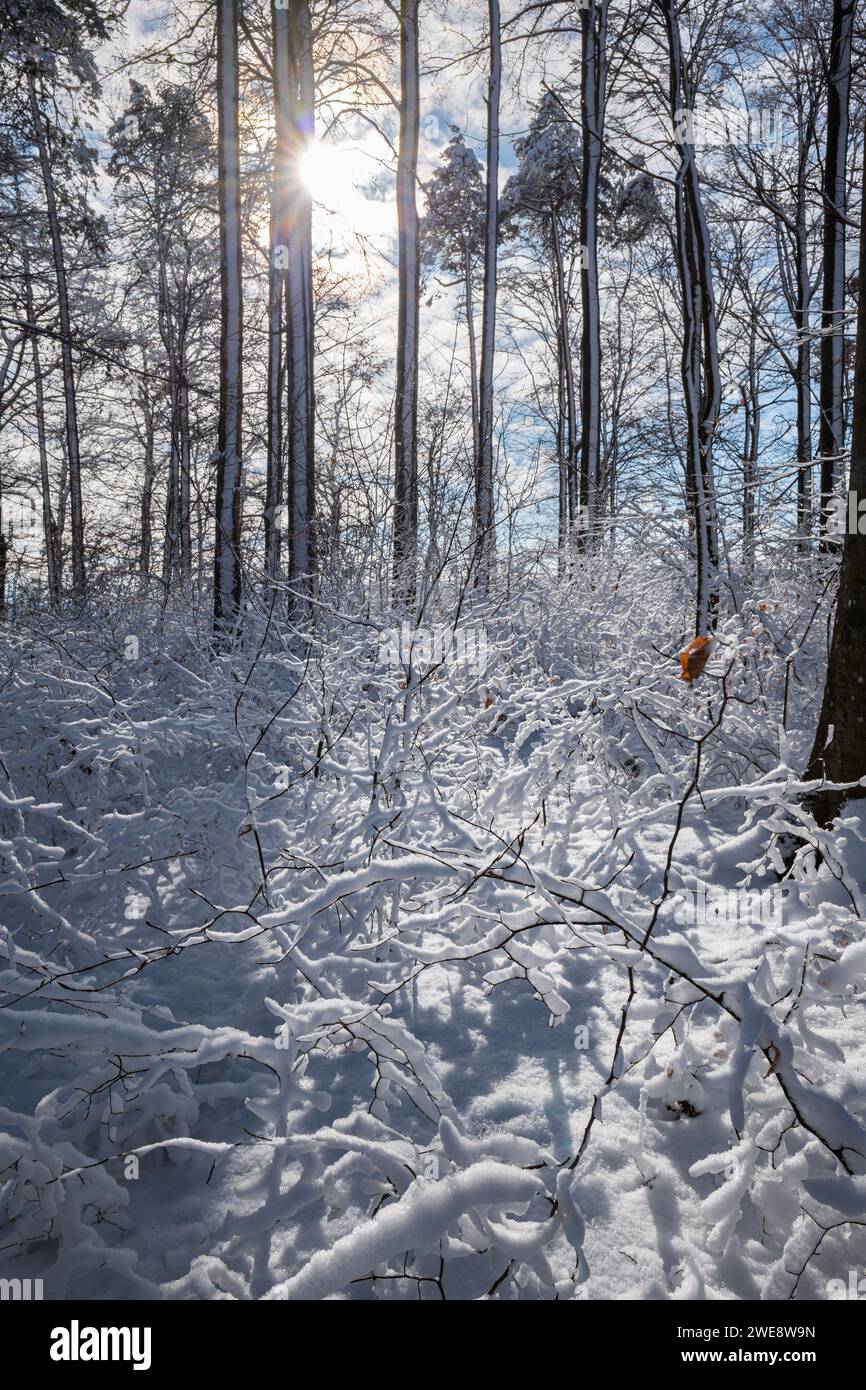 Snow covered bush branches in a forest in Europe. Daytime, sunny ...