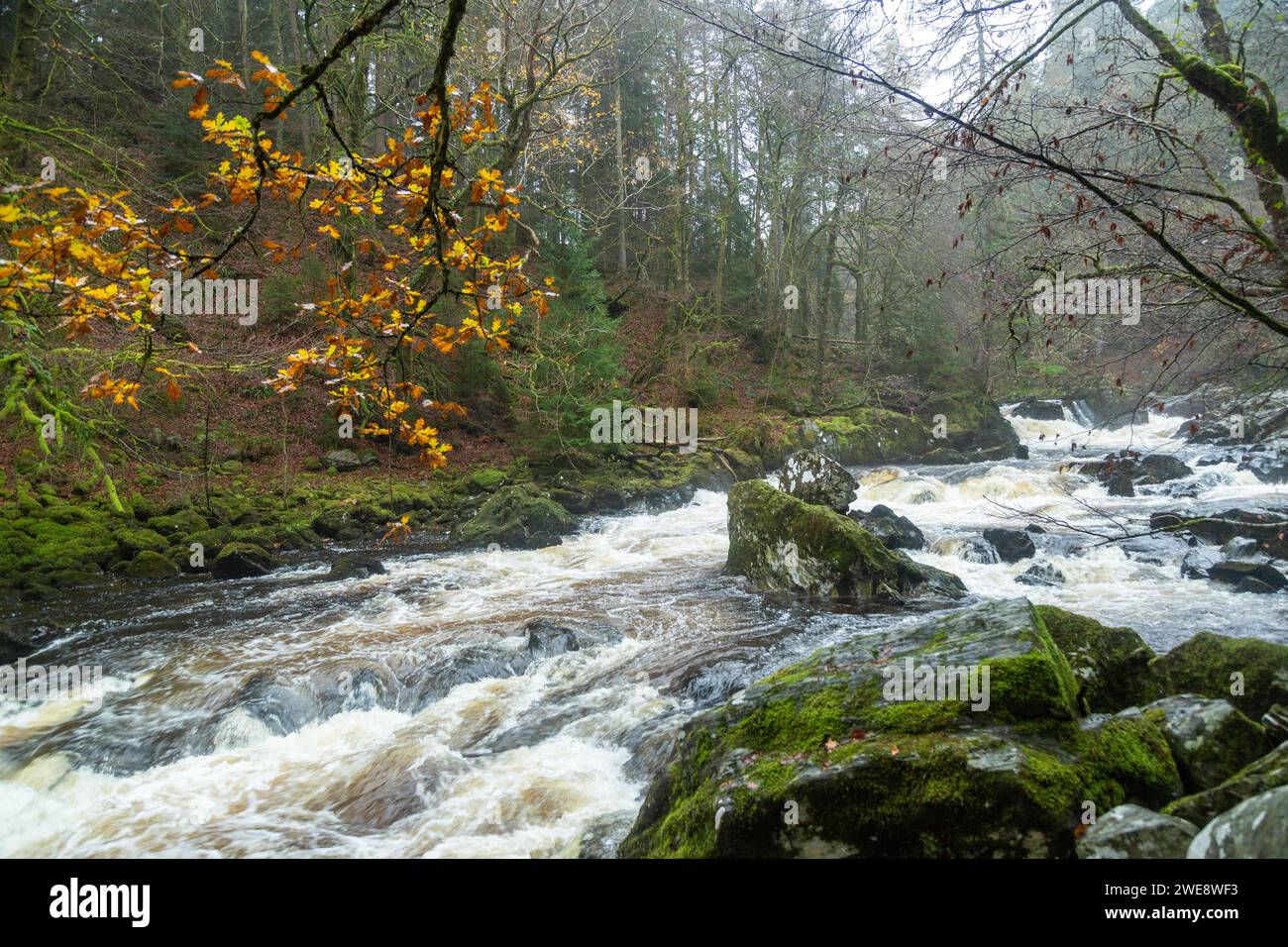 River Braan in the Craigvinean Forest park of the Hermitage walk in ...