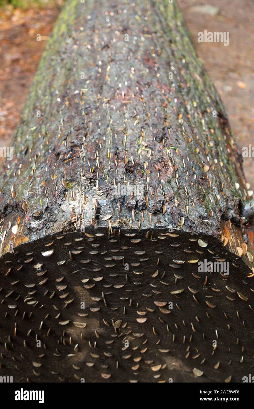 Money Tree with coins hammered into it's bark Stock Photo - Alamy