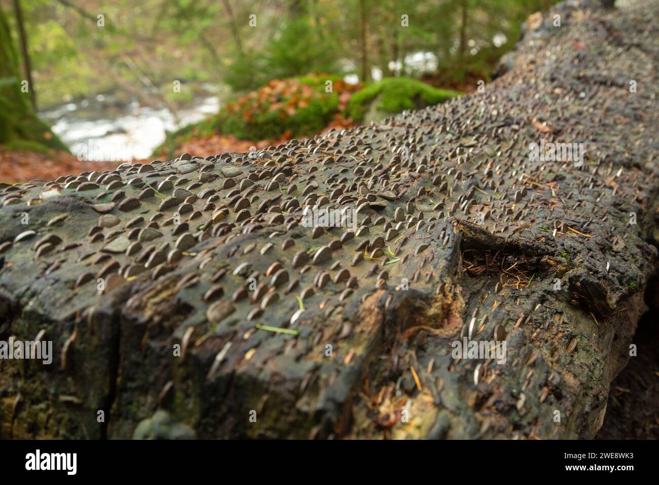 Money Tree with coins hammered into it's bark Stock Photo - Alamy