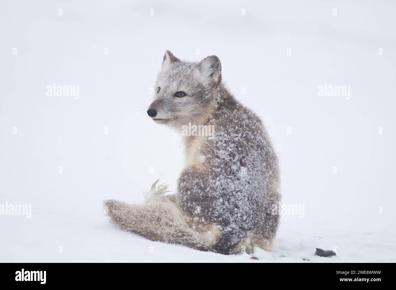 arctic fox Alopex lagopus changing into its winter coat scavenging and ...