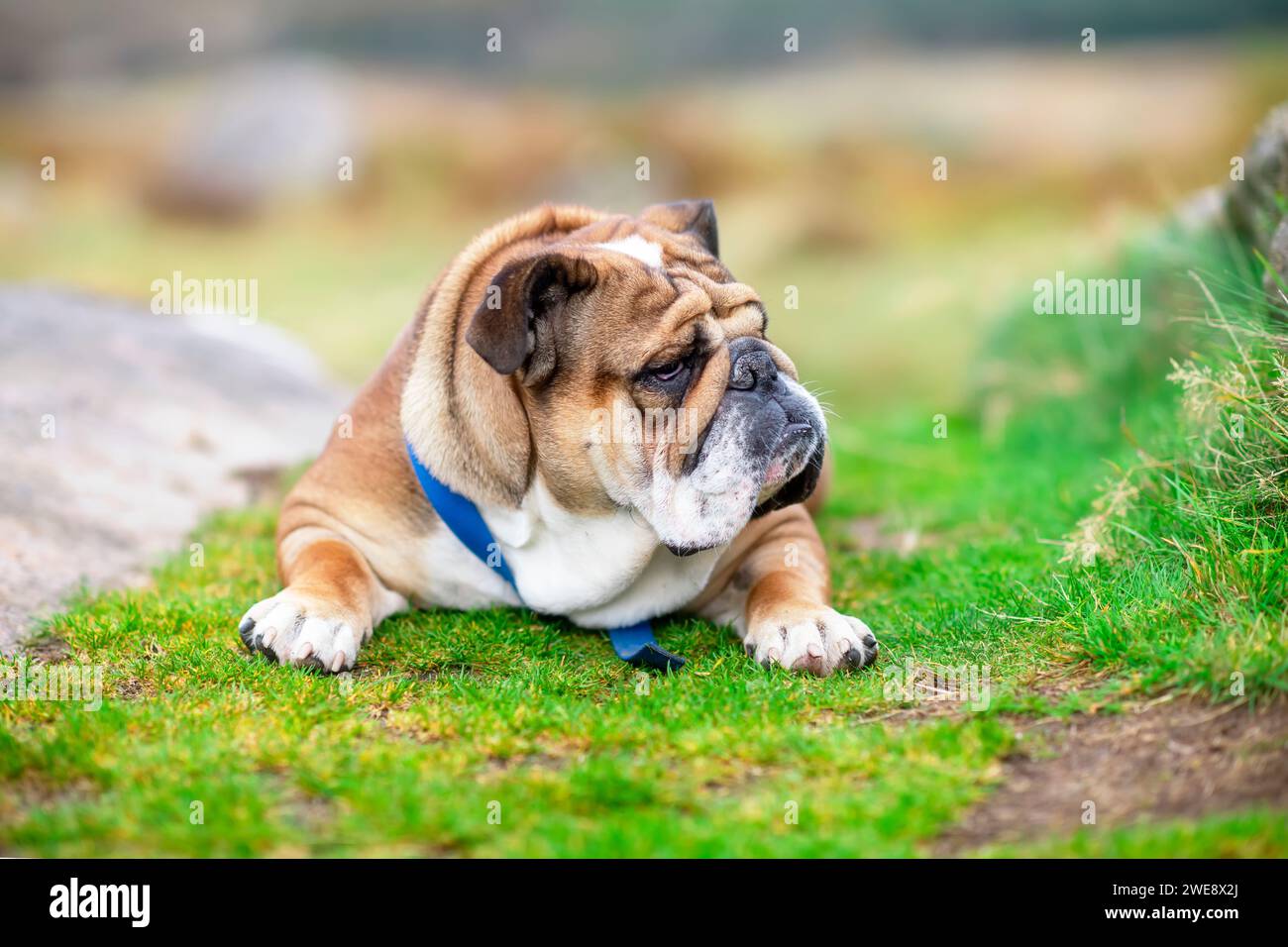 Funny lazy classic Red English British Bulldog Dog out for a walk ...