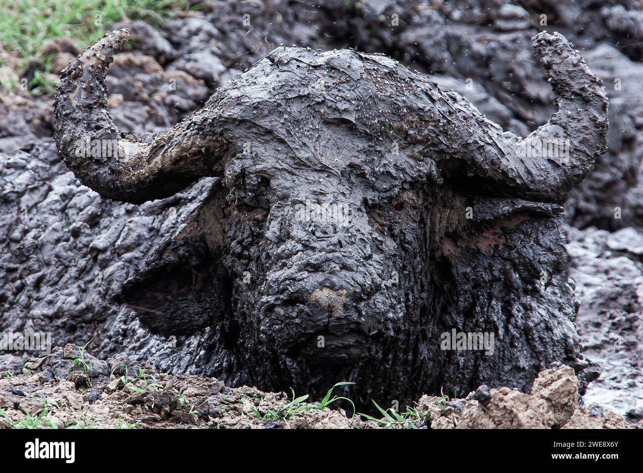 African Buffalo (Syncerus caffer) in mud wallow, Masai Mara National ...