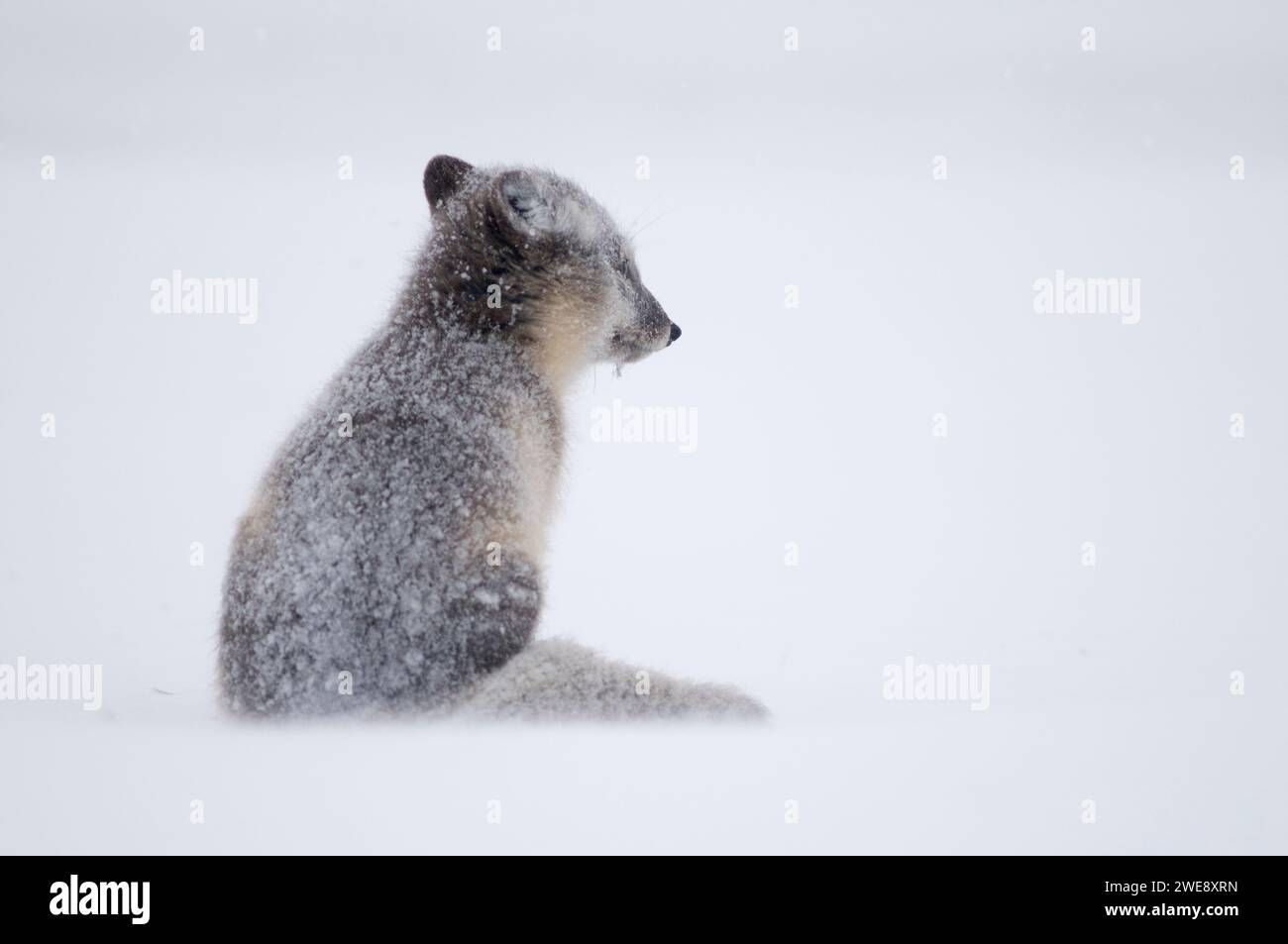 arctic fox Alopex lagopus changing into its winter coat scavenging and ...