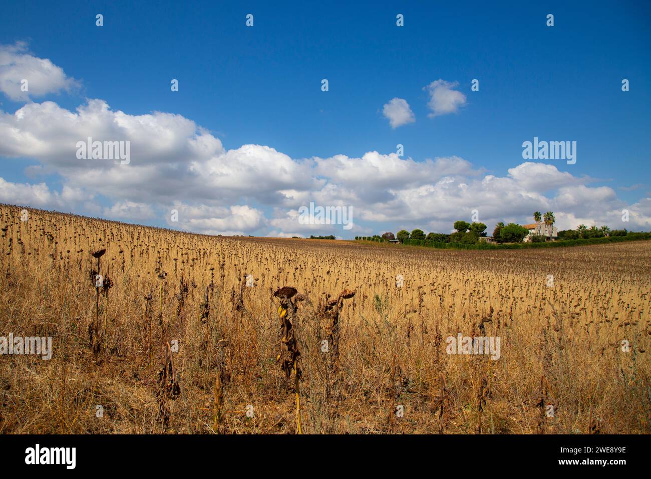 Peaceful scenery sunflower field hi-res stock photography and images ...