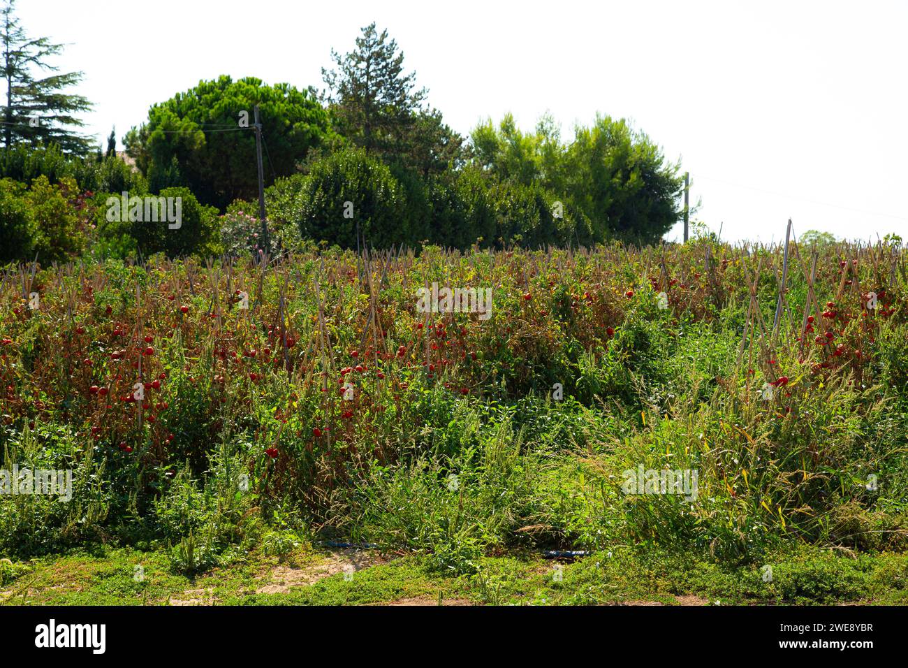 Tomato field hi-res stock photography and images - Alamy