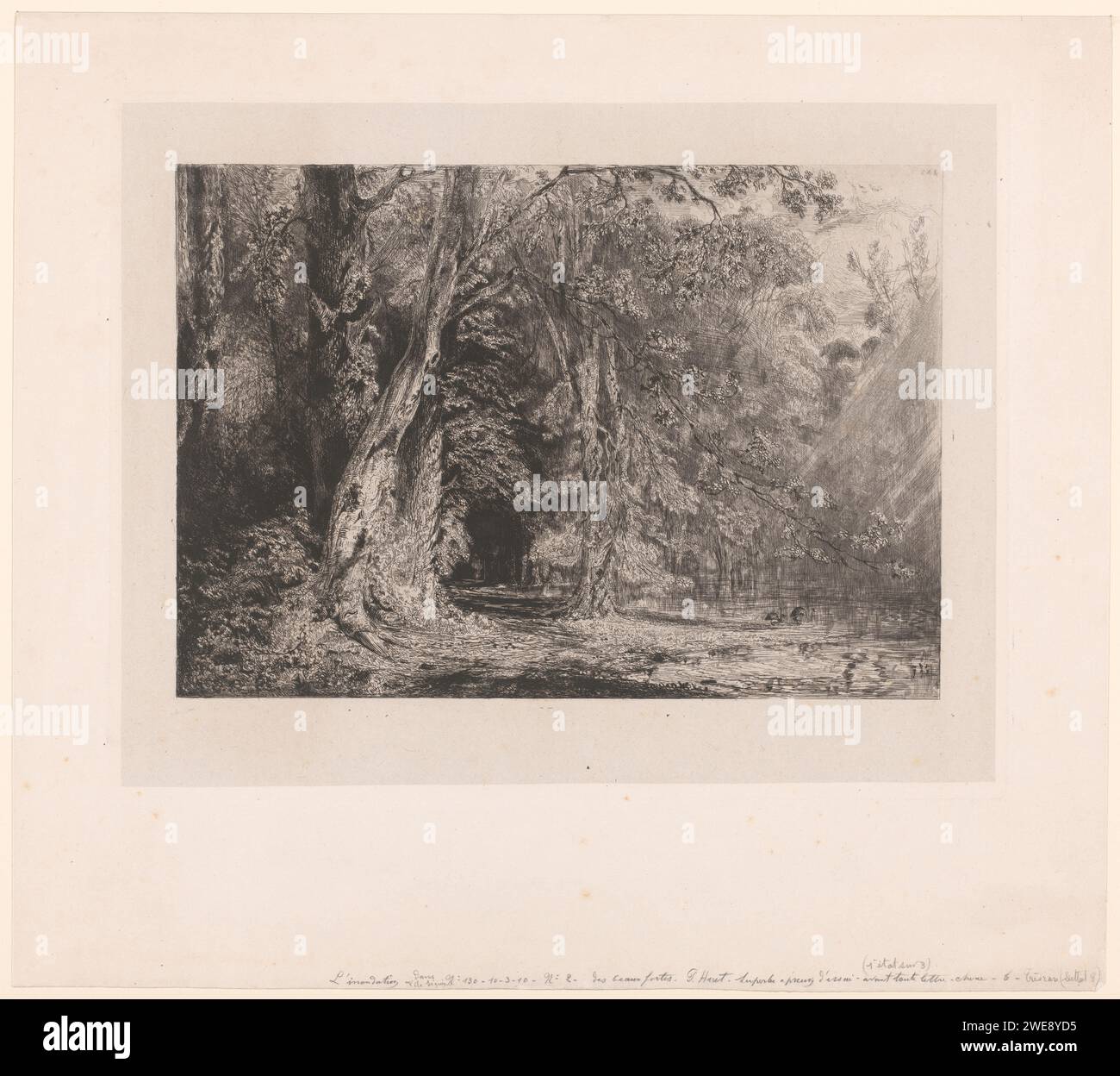 Etching forest hi-res stock photography and images - Alamy