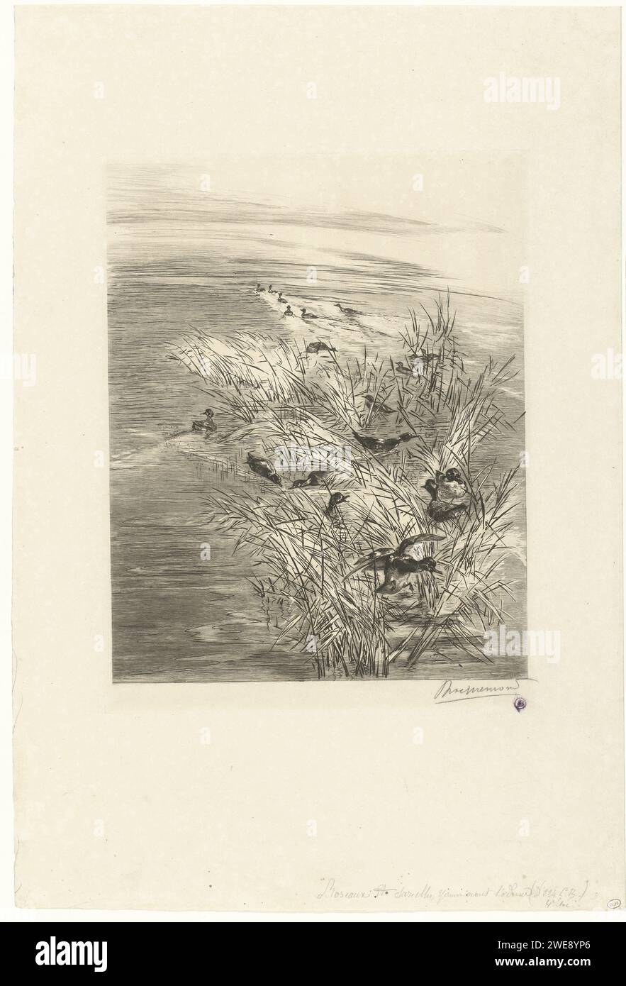 Landscape with ducks or tales in water between Riet, Félix Bracquemond ...