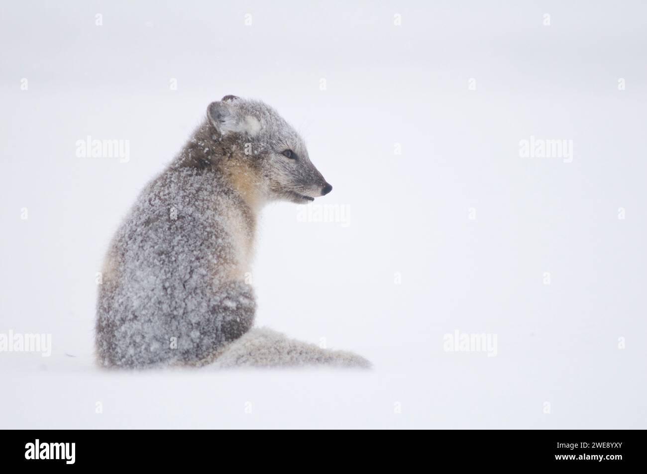 arctic fox Alopex lagopus changing into its winter coat scavenging and ...