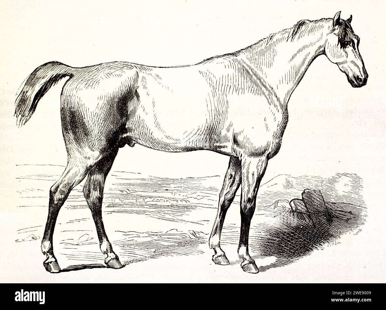 Anglo norman breed hi-res stock photography and images - Alamy