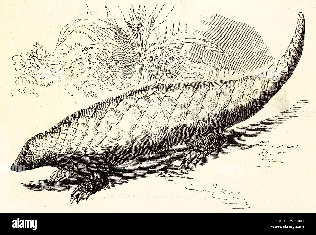 Pangolin in profile hi-res stock photography and images - Alamy